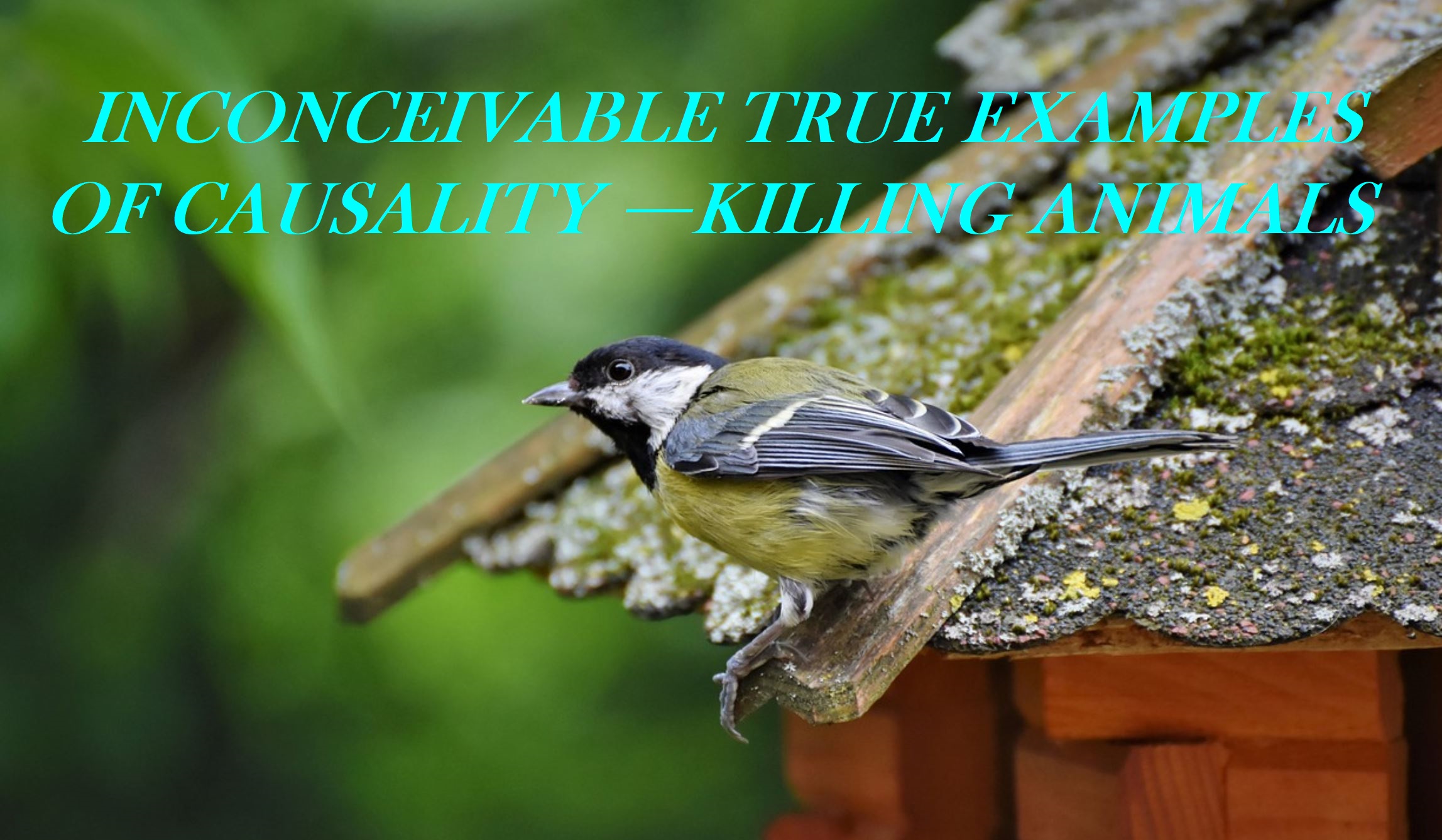 INCONCEIVABLE TRUE EXAMPLES OF CAUSALITY —KILLING ANIMALS – 般若智